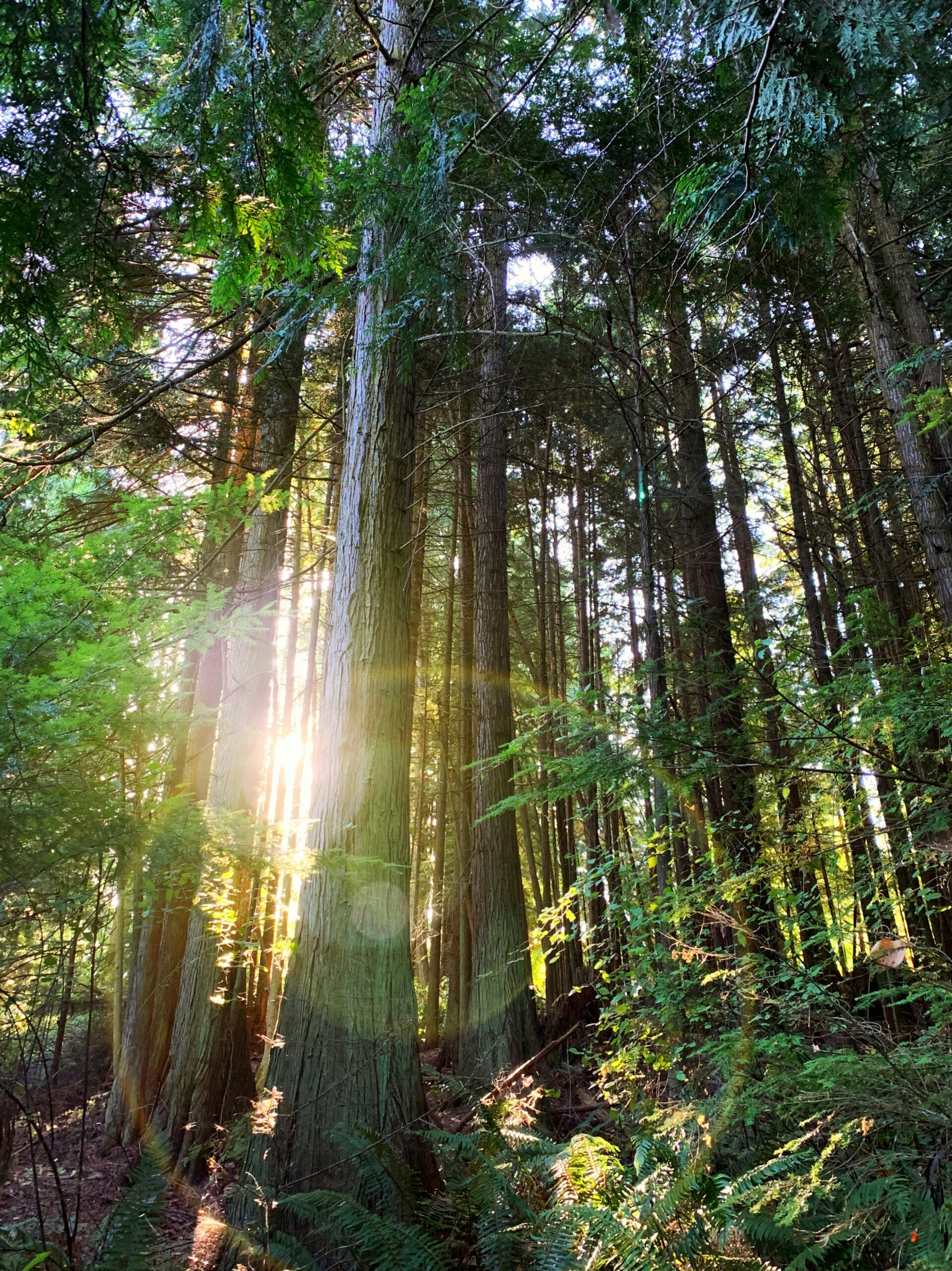 Western Red Cedar: A Keystone Species of the Pacific Northwest ...